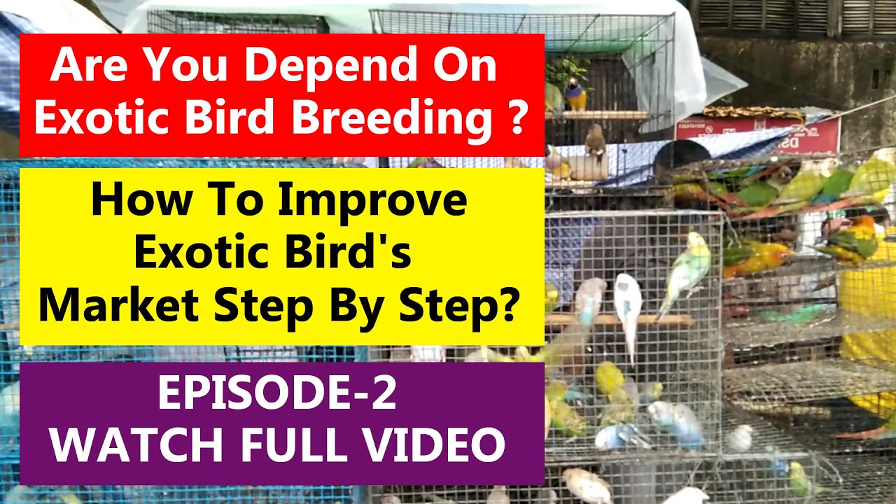 Are You Breeder ? How To Improve Exotic Bird's Market Step By Step ...