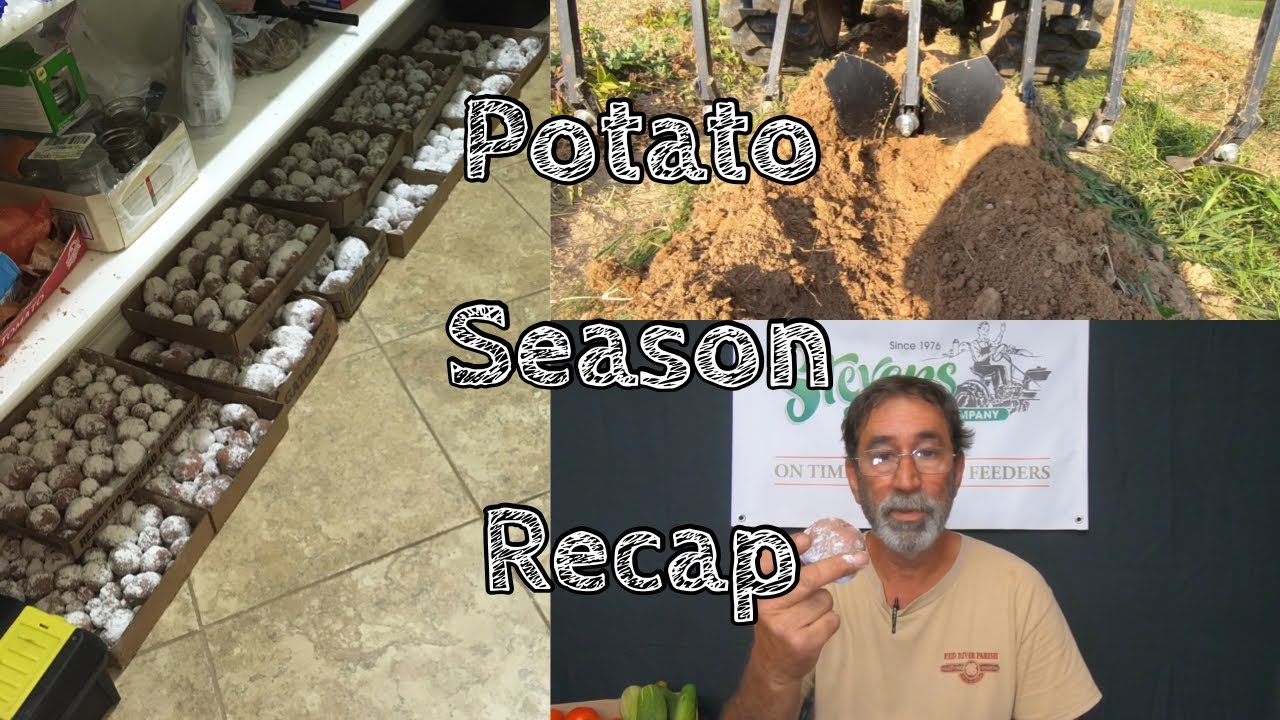 Potato Season Recap & How We Store Our Potatoes! - YouTube