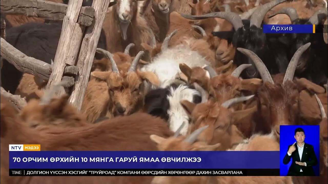 72 жилийн дараа манай улсад “ямааны годрон” өвчин бүртгэгдлээ Youtube