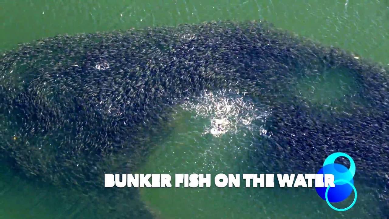 Bunker Fish - YouTube