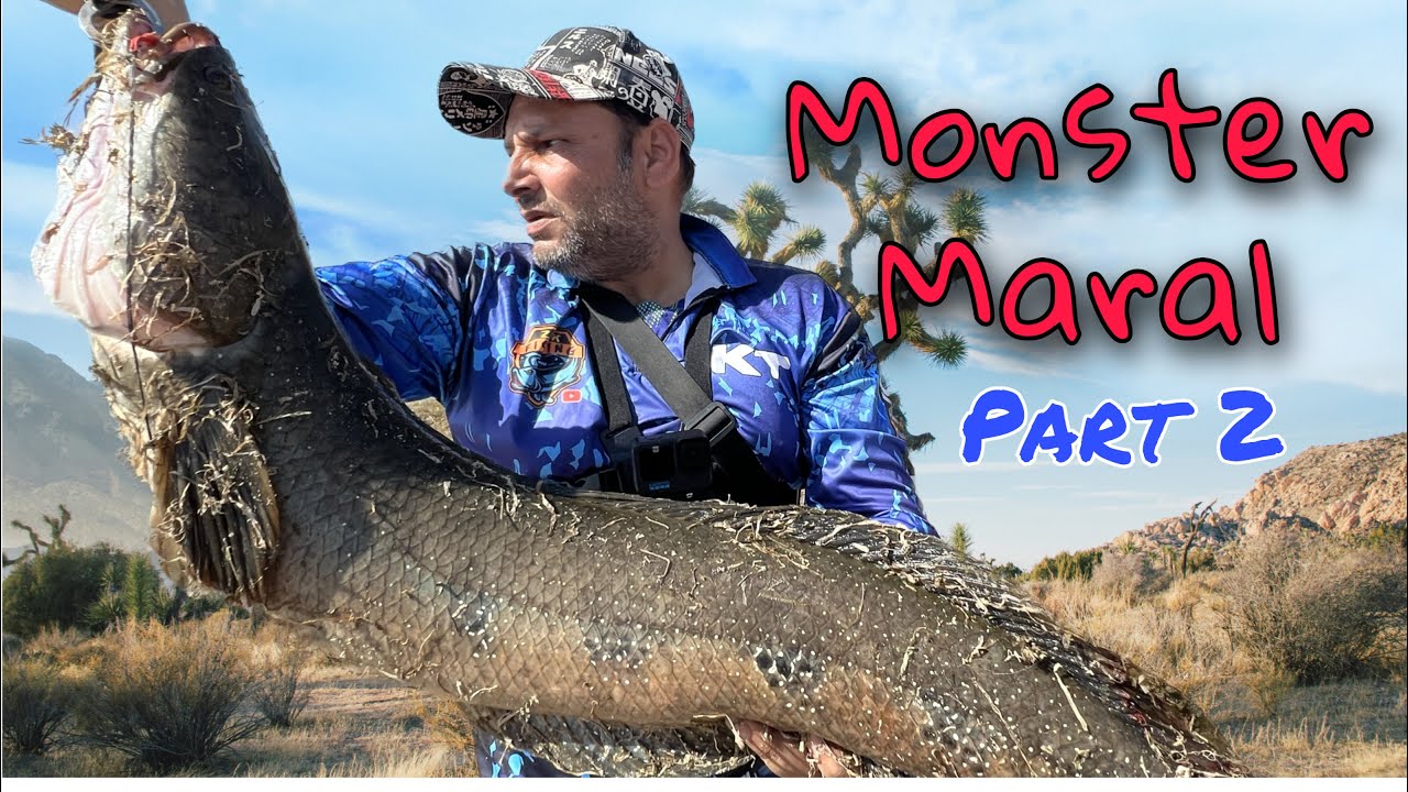 No-2 देखिये वो MARAL जिसका आपको इंतजार था Monster Snakehead Bite ...