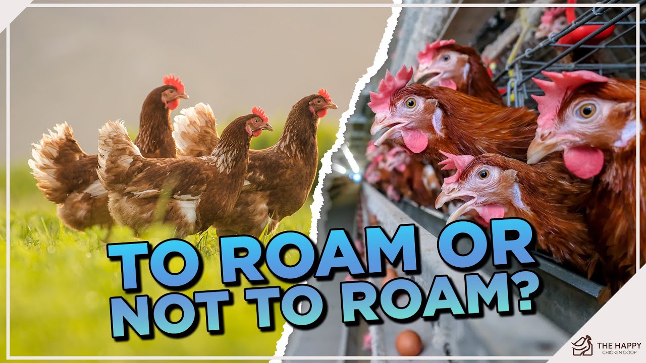 To Roam or Not to Roam: Should I Free Range My Chickens? - YouTube
