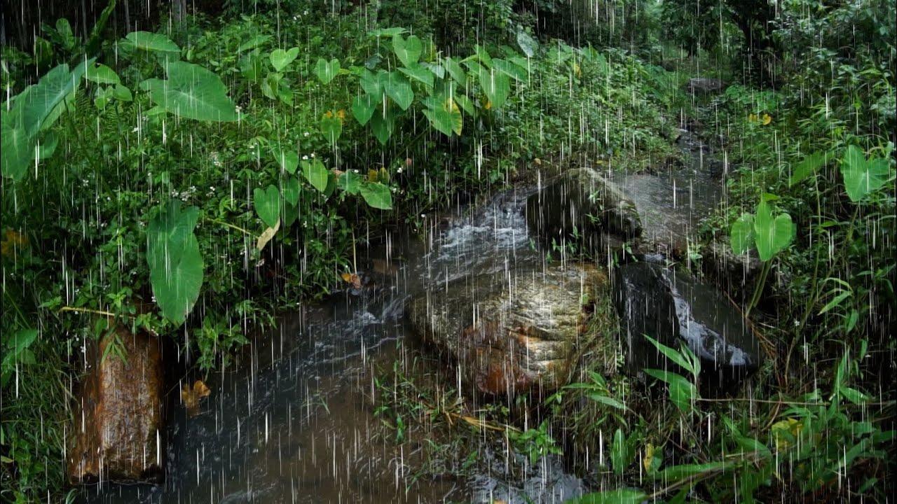 Walking along the stream in the rain | Rain relaxing sounds | Nature ...