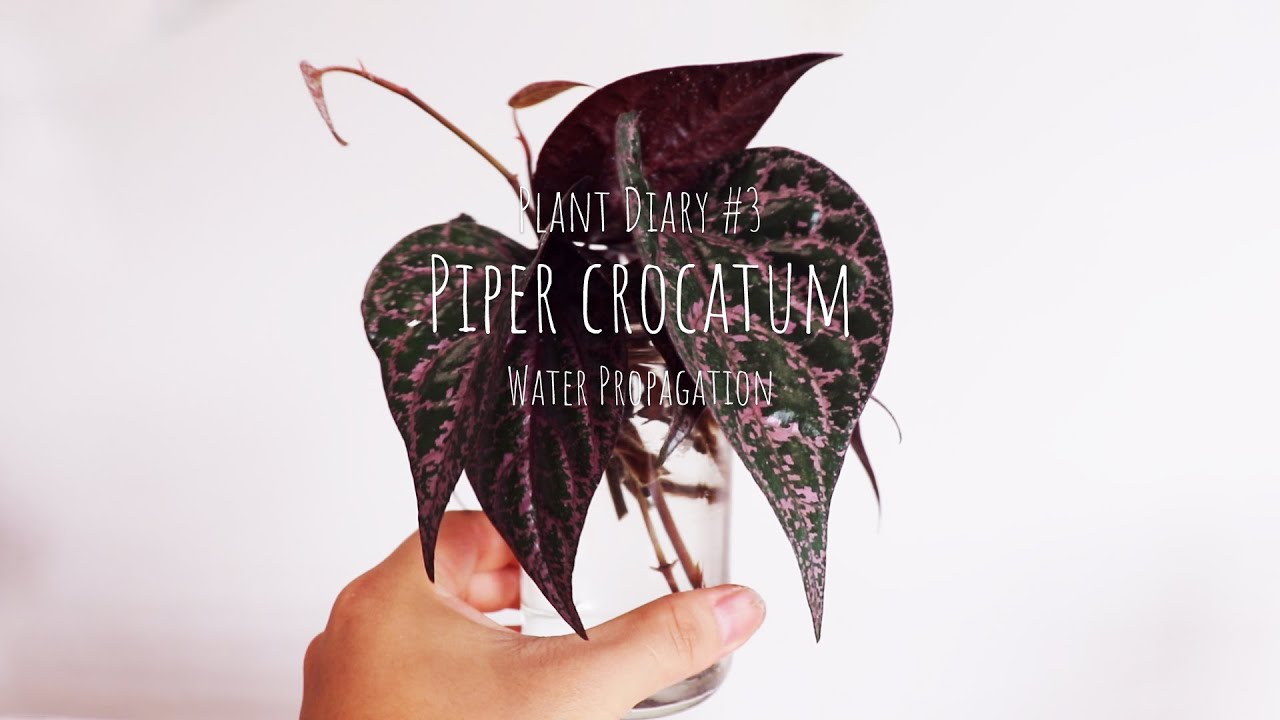 Plant diary how to propagate Piper crocatum water propagation and ...