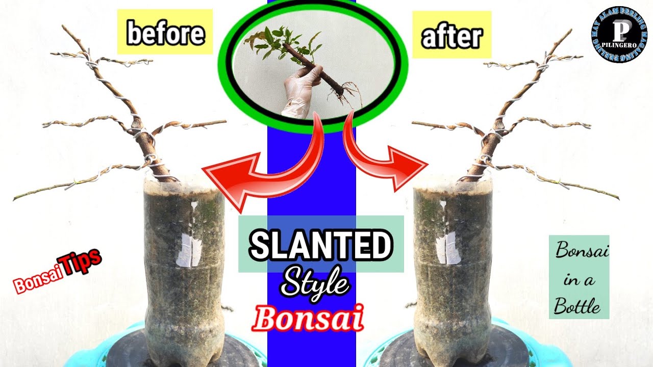 HOW TO MAKE SLANTED STYLE BONSAI + Bonsai making and Tutorial + Tips ...