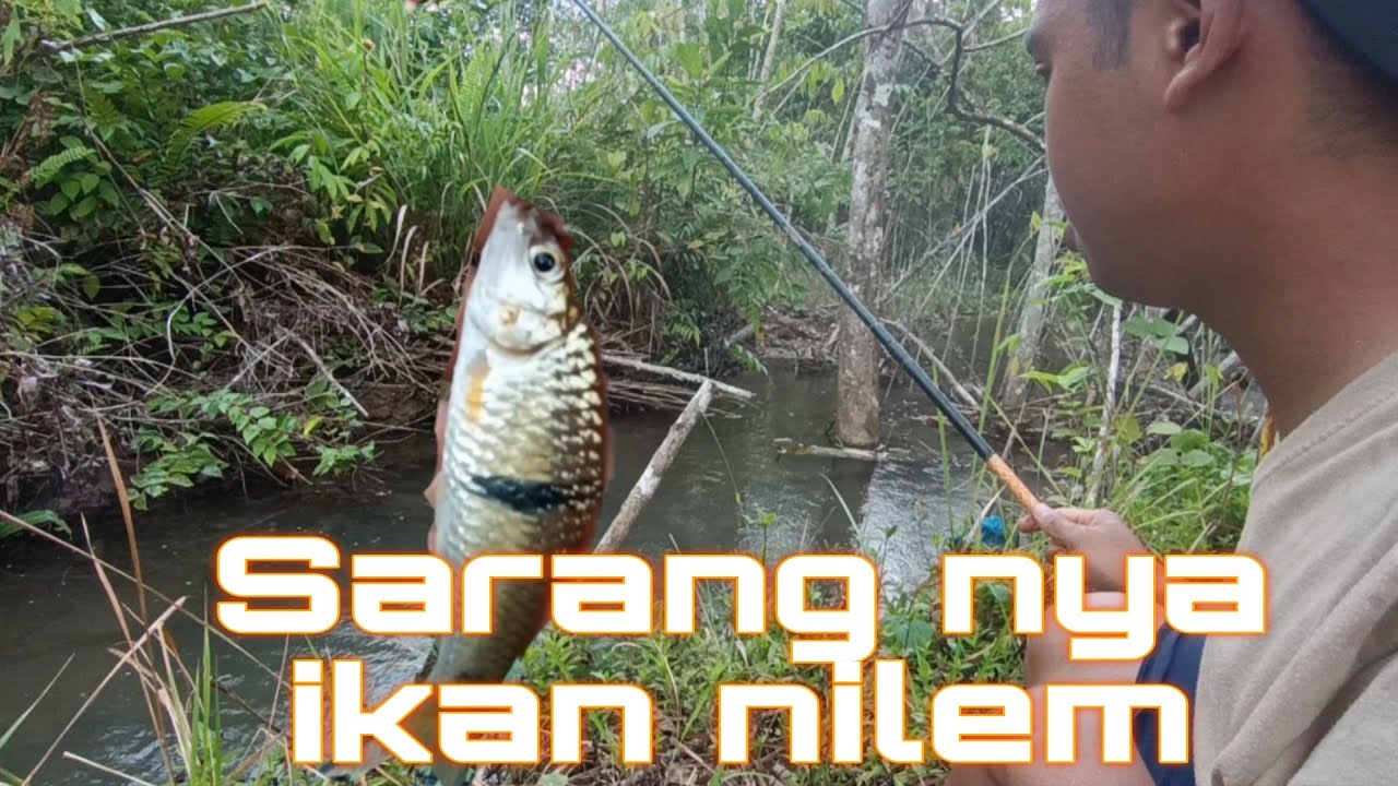 Mancing di aliran sungai kecil yang jernih, sungguh mantap sensasi ...