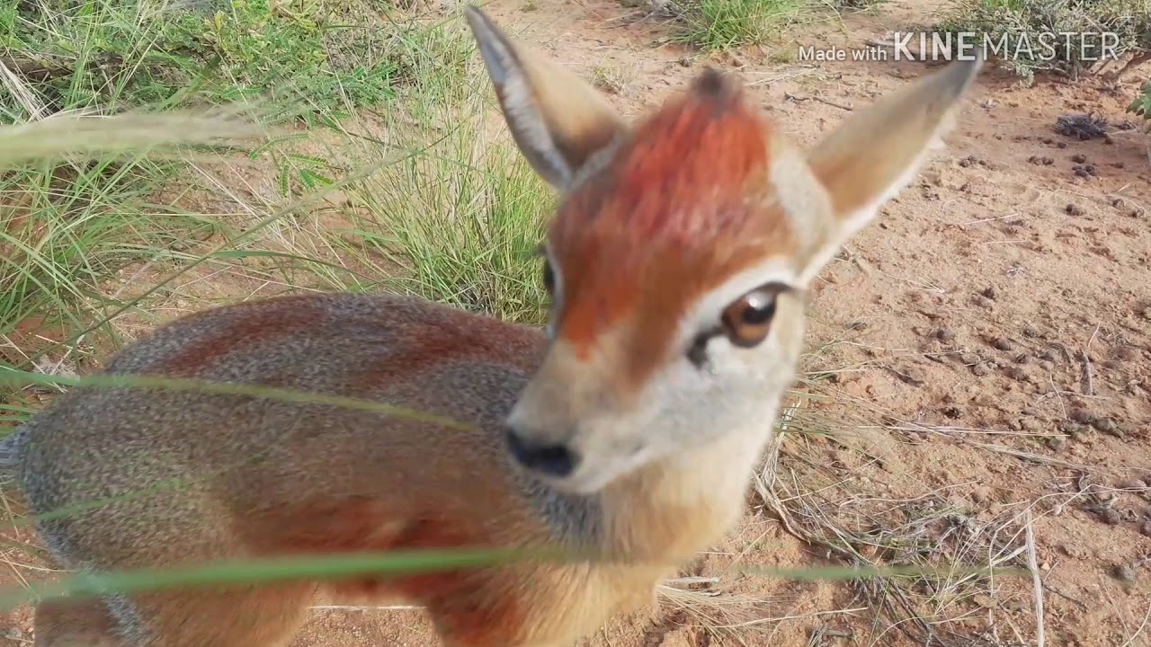 Duurjoogta dalka somalia maxad - YouTube