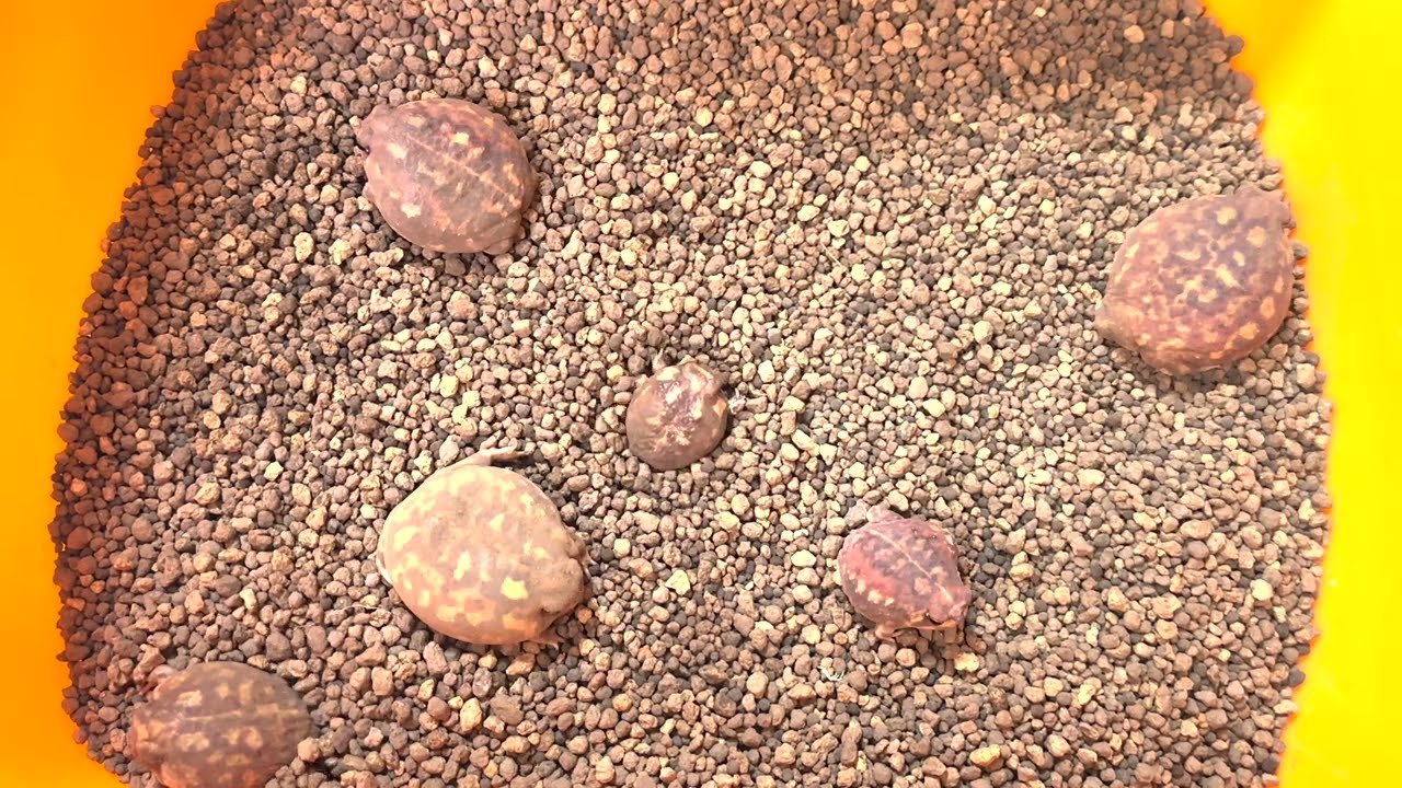 The Rain frog is cute as it burrows into the soil😊 - YouTube