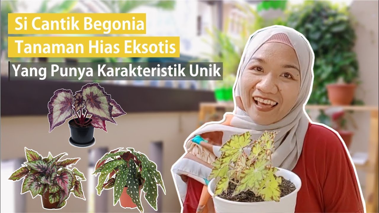 Jenis Jenis Begonia Paling Unik Yang Wajib Ada di Rumah Kamu - YouTube