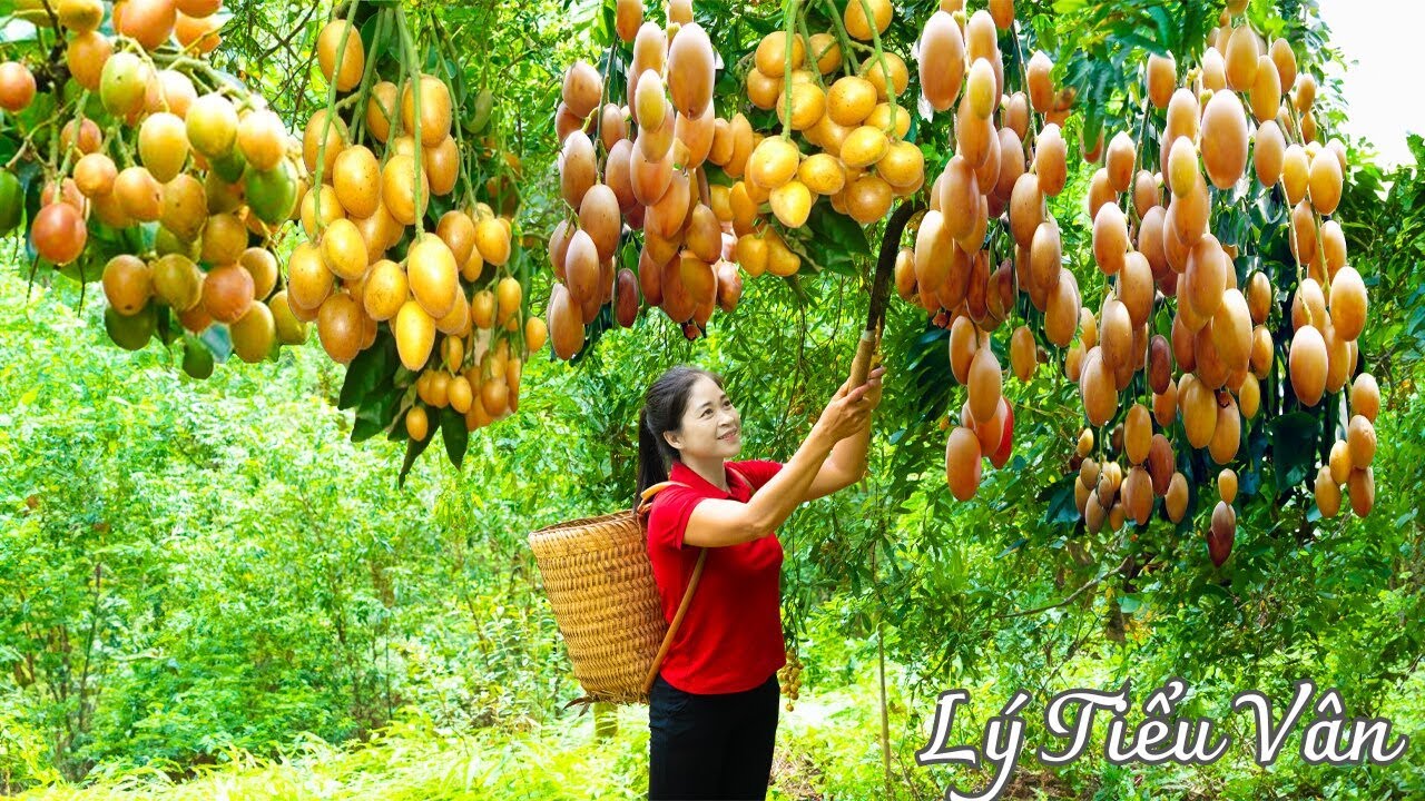 How to harvest Wampee & Goes to the market sell - Farming and Cooking ...