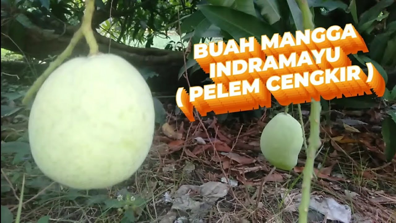 MANGO SEASON ( BUAH MANGGA INDRAMAYU ) - YouTube