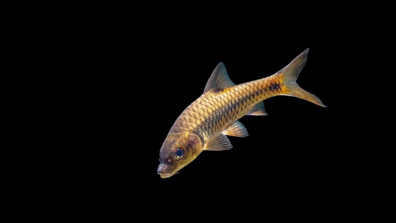 Long Snout Barb (Puntius dorsalis): The Peaceful Beauty of the Native ...