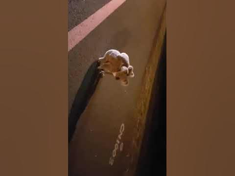 Baby koala riding mums back - YouTube