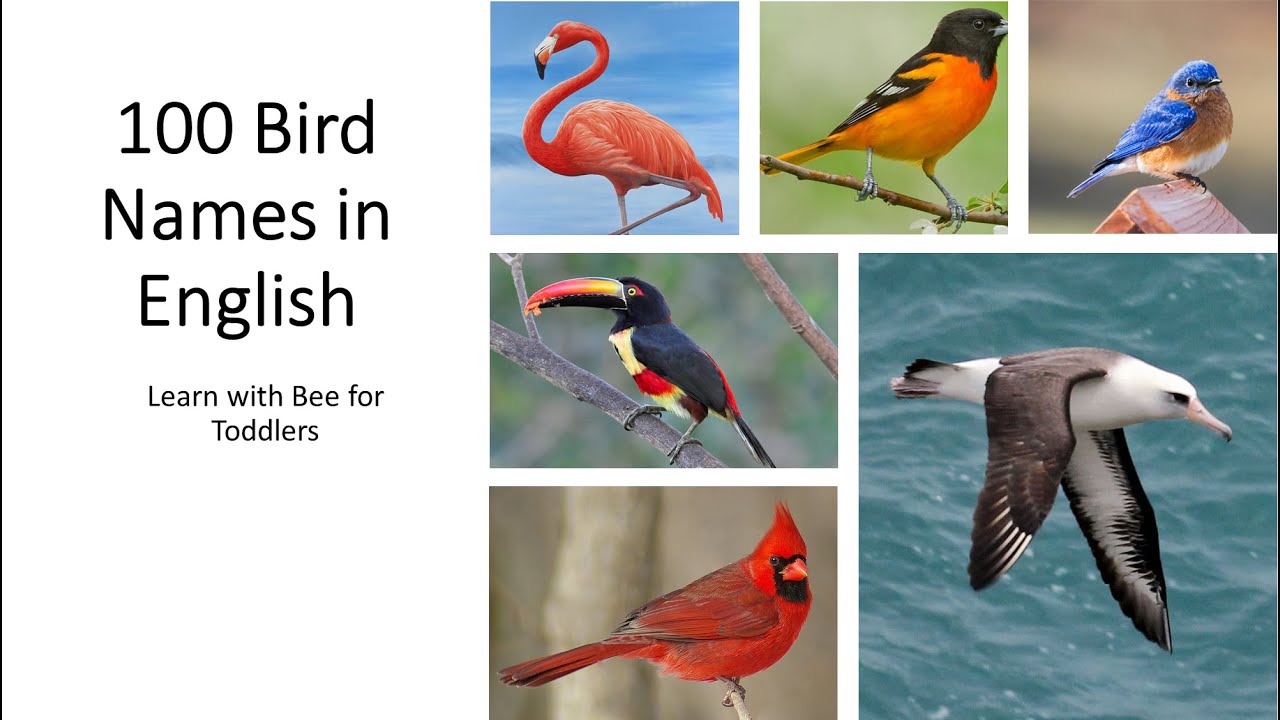 100 Birds name in English with picture | Birds Name in English | 100 ...