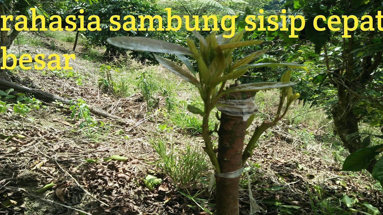 Cara Agar Sambung Sisip Alpukat Cepat Besar. - YouTube