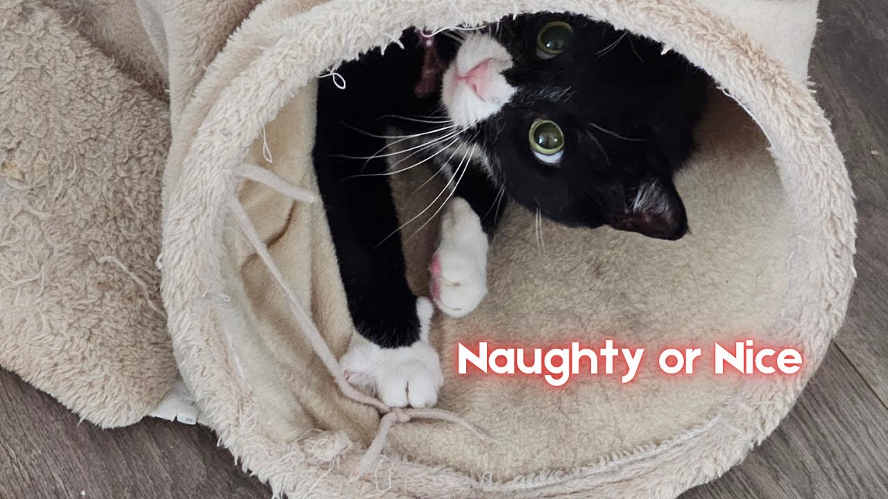 funny cat chase #cat #catchase #funnycats - YouTube