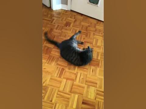 We got catnip balls! and now they are going crazy! Part 1 - YouTube