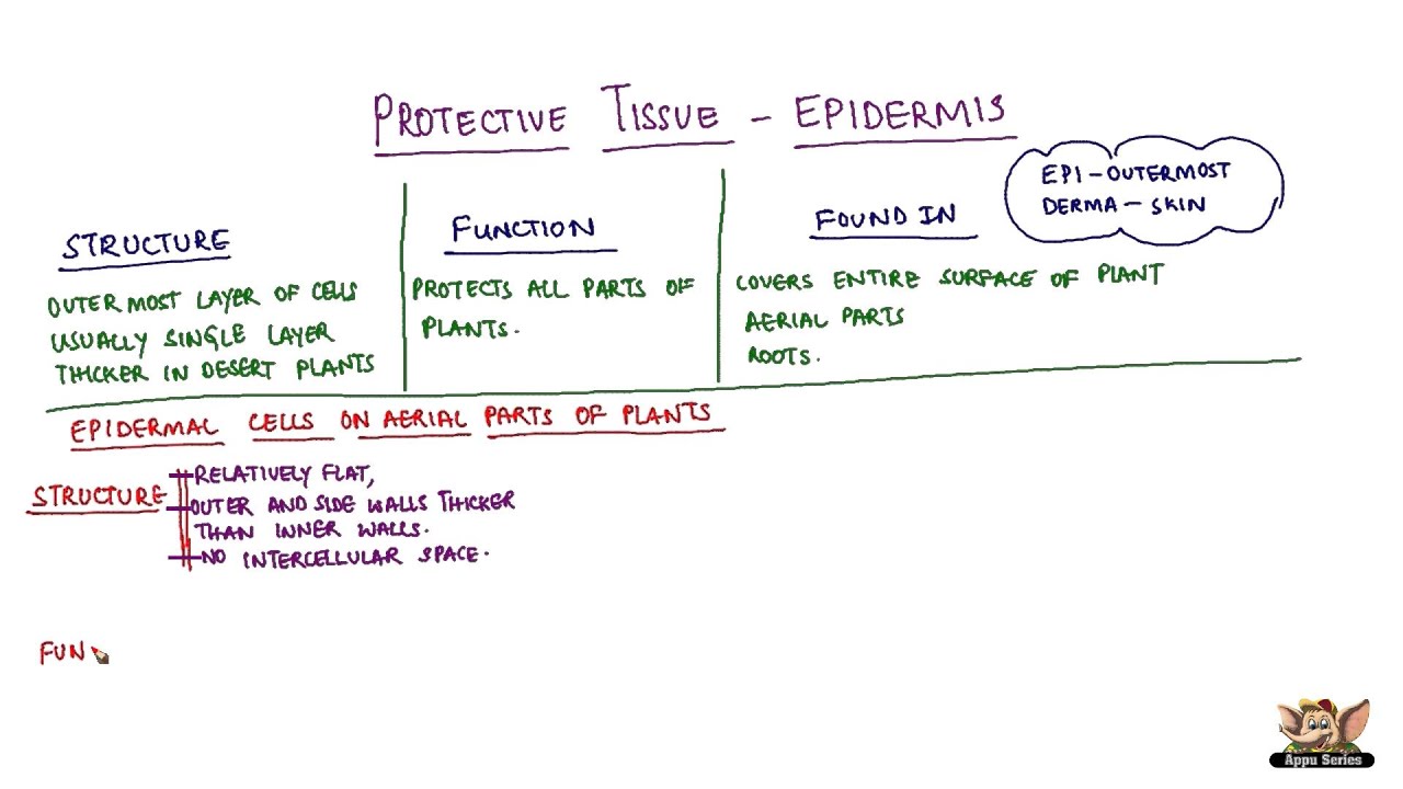 Protective Tissue