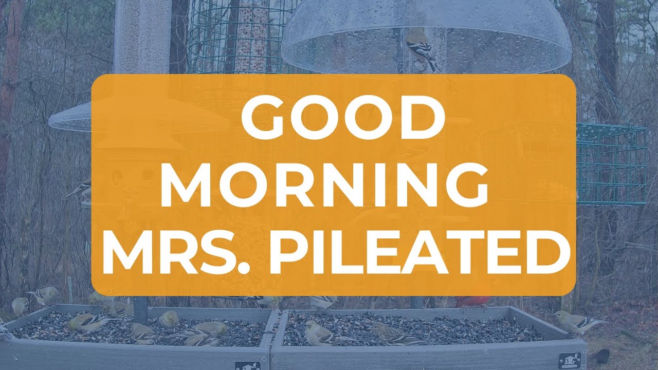 Good Morning Mrs. Pileated - YouTube