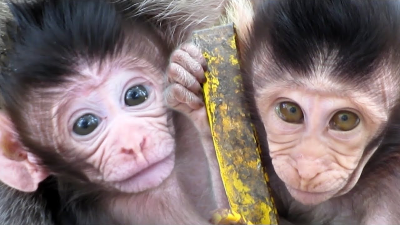 🐒Animals Monkeys🐒Come and See baby Monkeys Every day | baby monkeys ...
