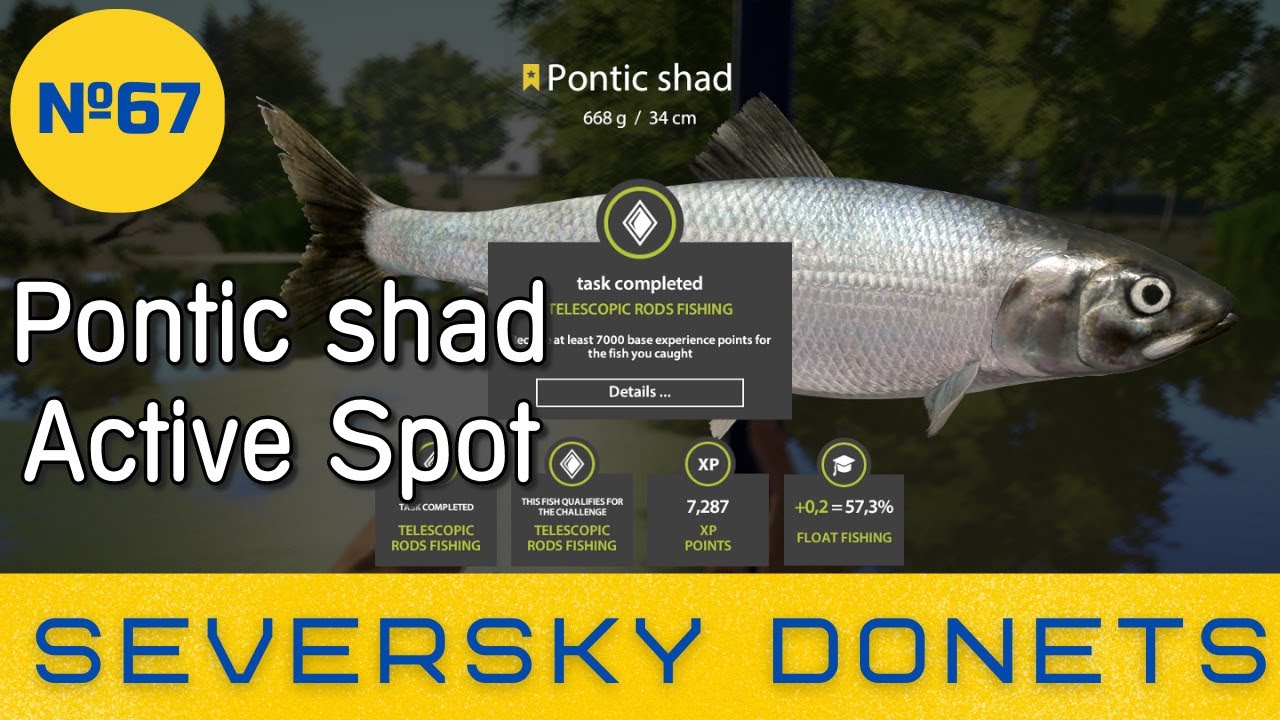 Russian Fishing 4 - Seversky Donets River - Pontic shad - #67 - YouTube