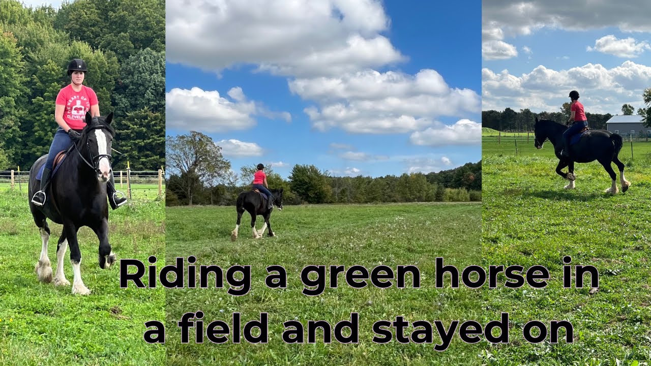 Riding a Green Draft Horse in a Field and Cantering! - YouTube