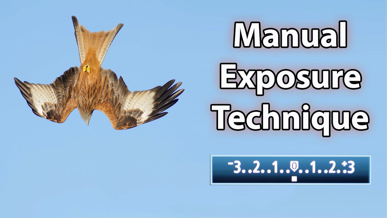 How to Use MANUAL EXPOSURE for Wildlife Photography - And Get ...