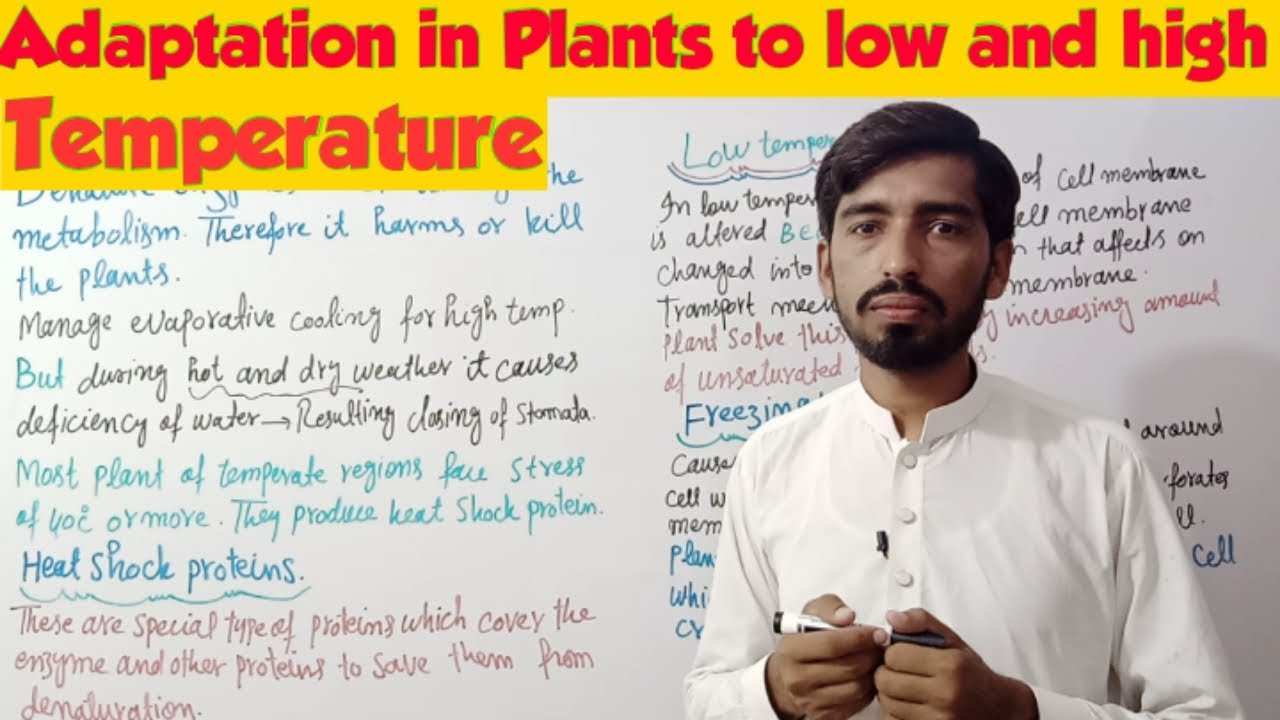 Adaptation in Plants to low and high temperature | 2nd Year Biology ...