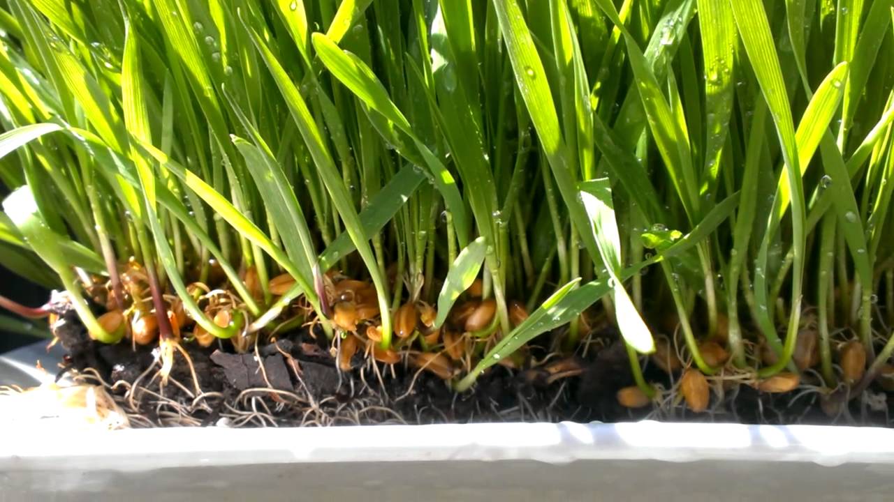 Wheatgrass Grown on Ceramic Plates - YouTube
