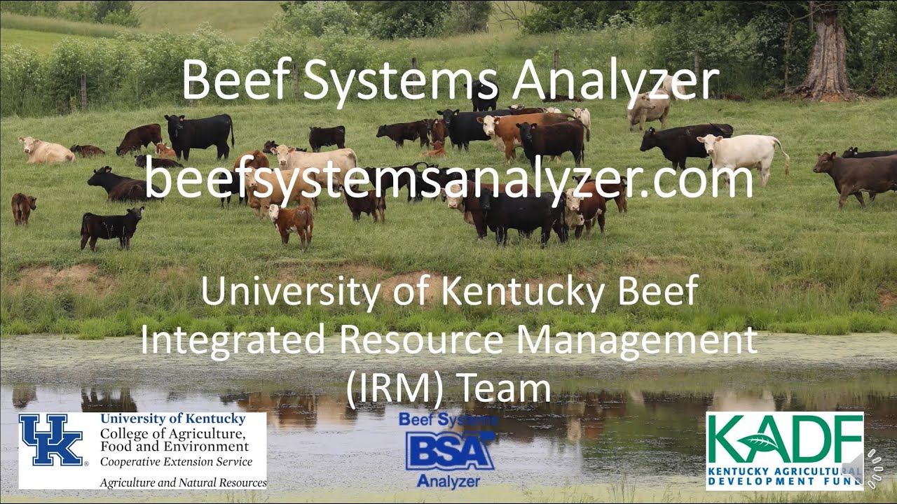 Beef Systems Analyzer - Introduction - YouTube