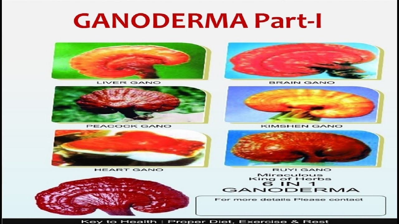 Health benefits of Ganoderma Mushroom Part-I by Bright Future - YouTube