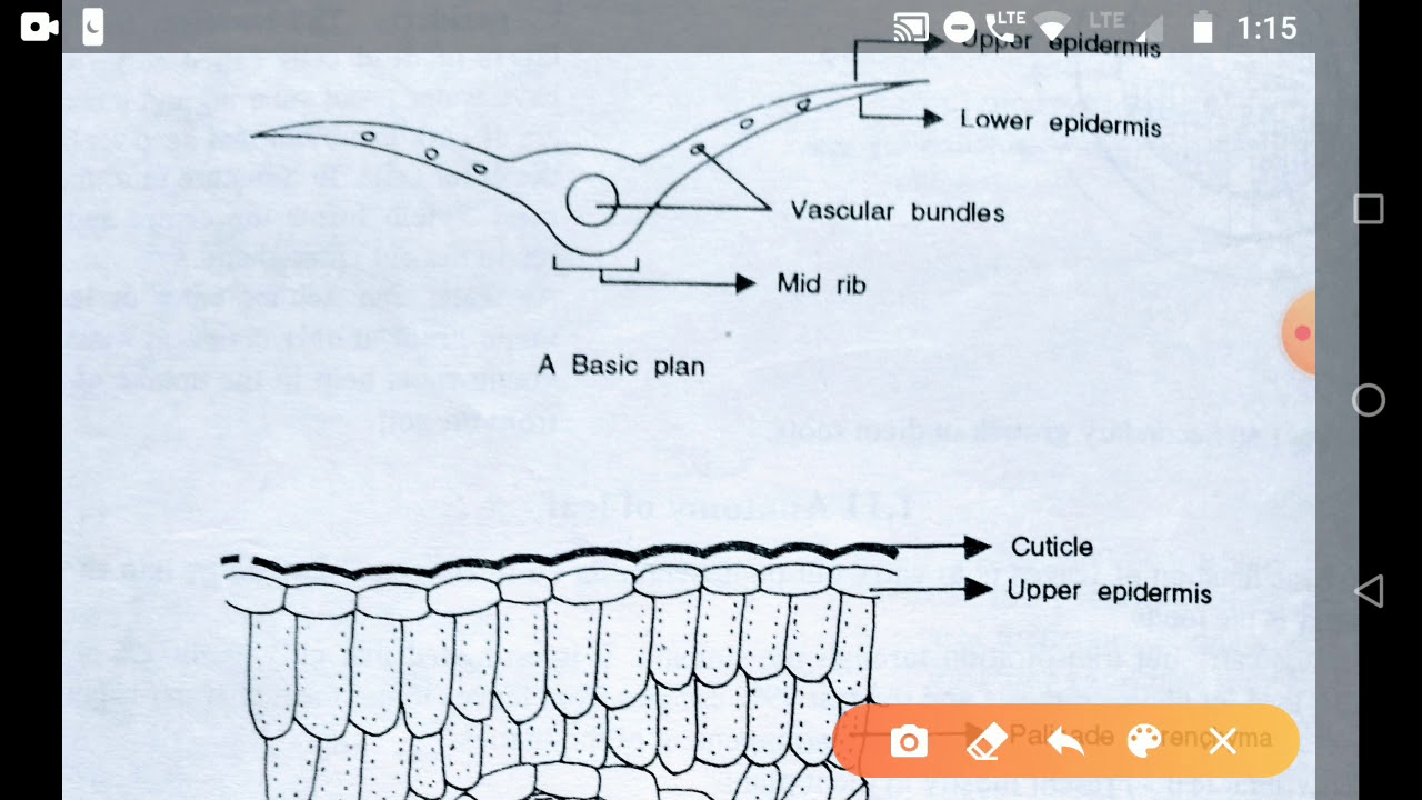 Internal Structure Of Dorsiventral Leaf YouTube Internal Structure Of Dorsiventral Leaf YouTube