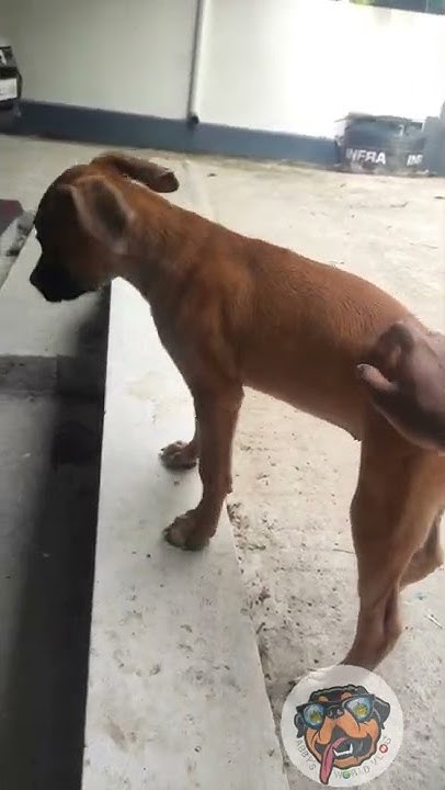 PITBULL || പട്ടിടെ ആ സ്നേഹം എന്താല്ലേ 🥰||Abby's world vlog #abby's#world#vlog - YouTube