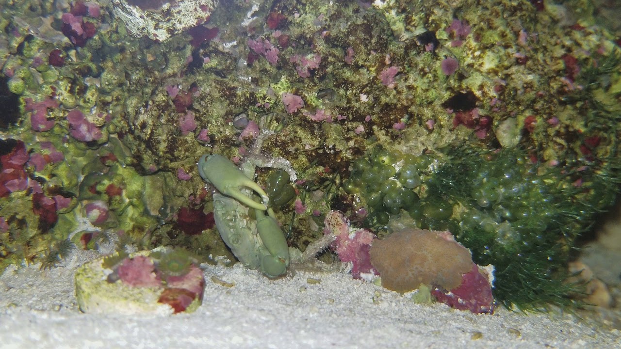 Emerald Crab eating bubble algae in a reef tank - YouTube