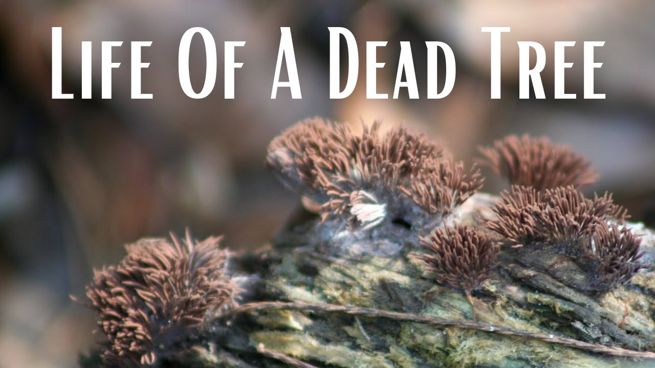 The Life of Dead Tree - YouTube