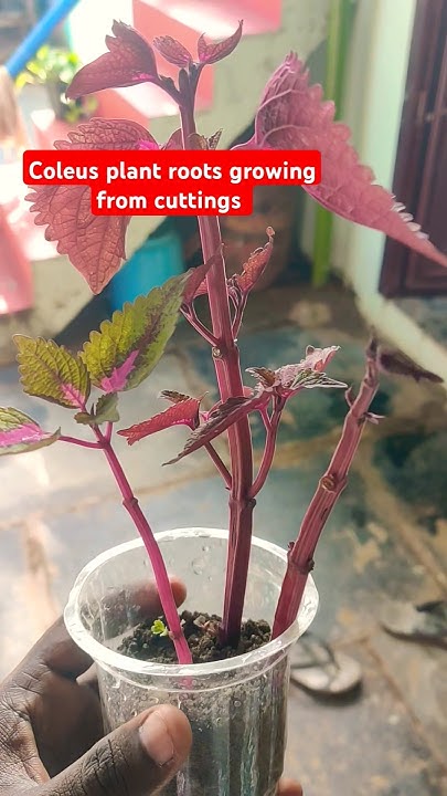 Coleus plant roots growing from cuttings #coleusplant #coleus # ...