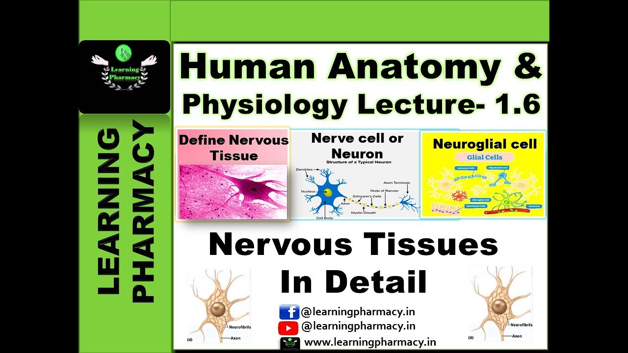 CH-1.6# Nervous Tissues In Detail | Nerve cell/neuron & Neuroglial Cell ...