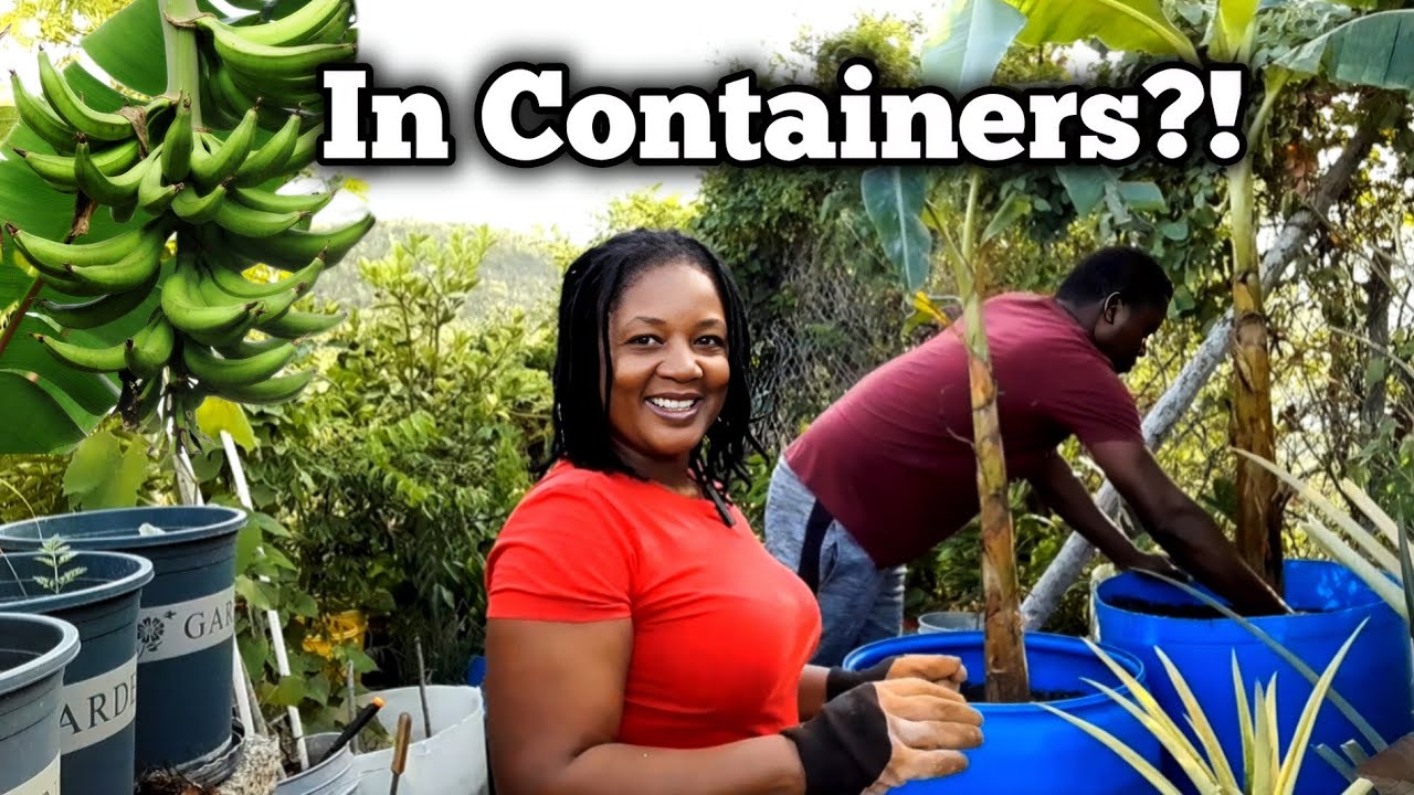 Growing GIANT BANDIT PLANTAINS In Containers! How we grow everything in ...