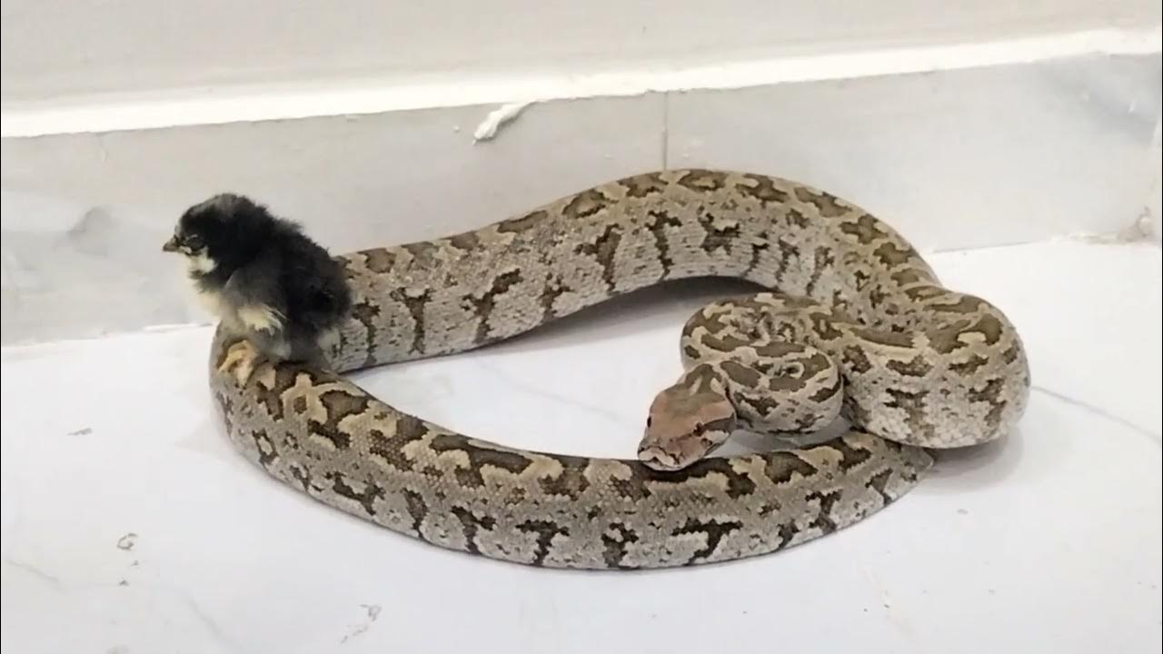 Python snake attack on chick and not eat big size snake 🐍 and cute chick - YouTube