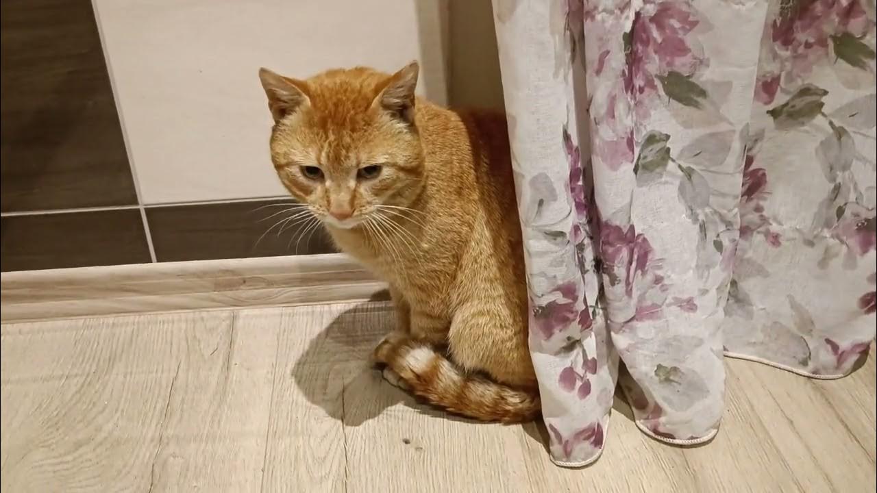 Настоящий Рыжий кот. - YouTube
