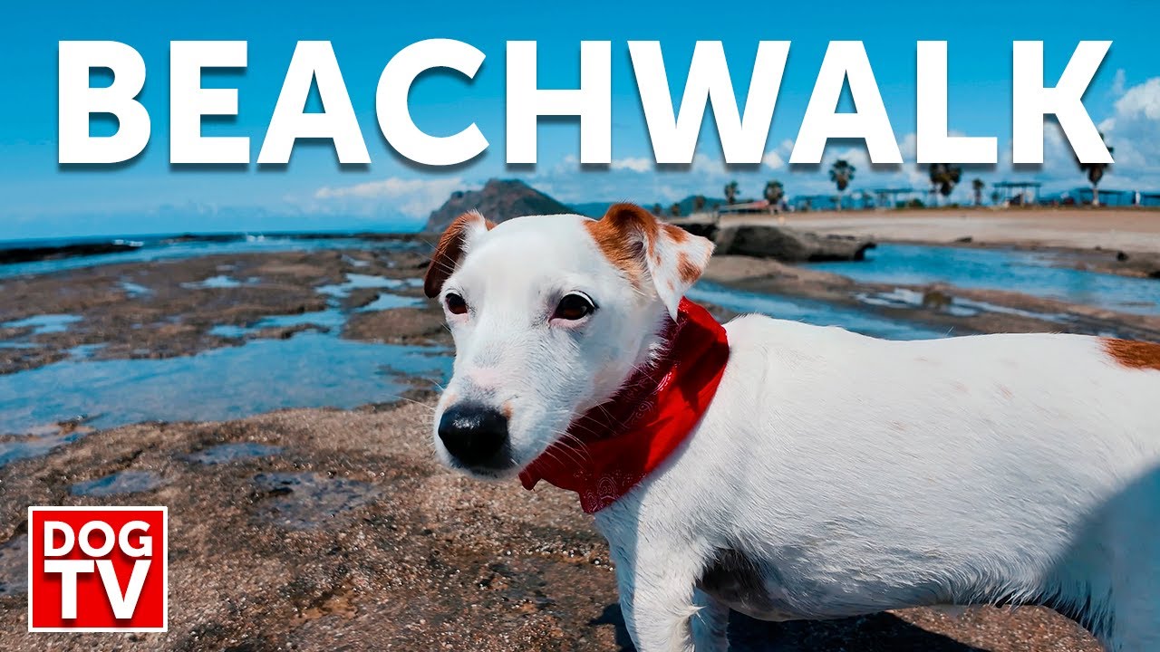 Dog TV | Black Sand Beaches | Dog Walk on a Volcanic Beach in Tenerife ...