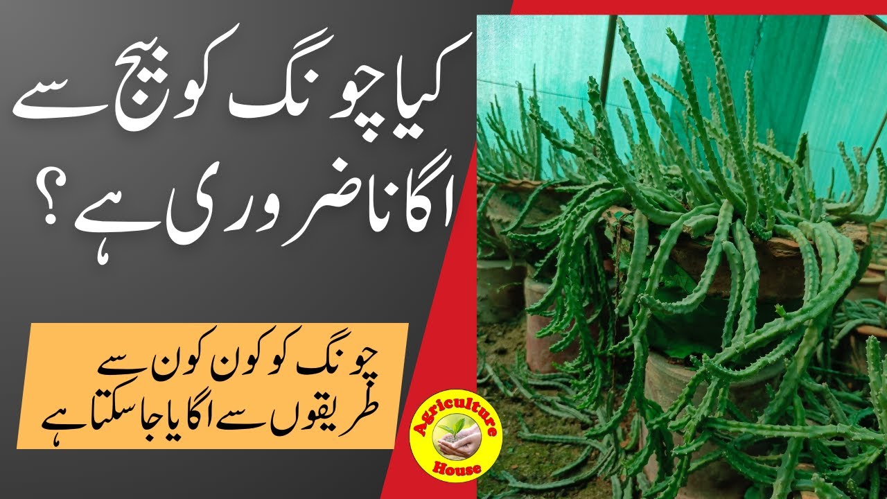 How to Grow Caralluma, Seed or Cutting - YouTube