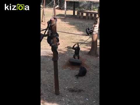 Mortes is improving his backflip skills @ Tacugama Chimpanzee Sanctuary ...