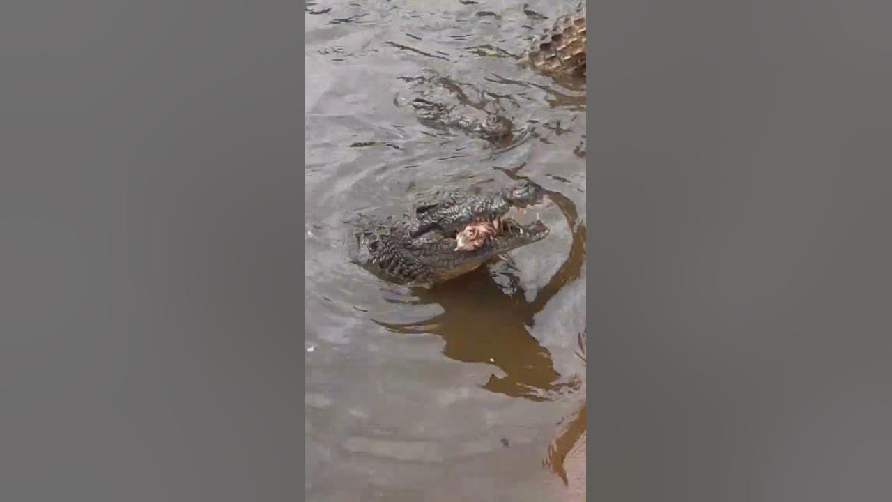 Jaws Unleashed: Incredible Moments of Crocodiles Feasting 8-200 ...