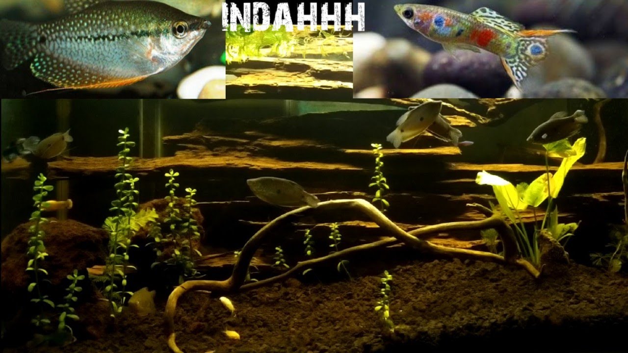 IKAN SELOKAN TAK KALAH INDAH DENGAN IKAN HIAS auto ikan sepat/cere ...