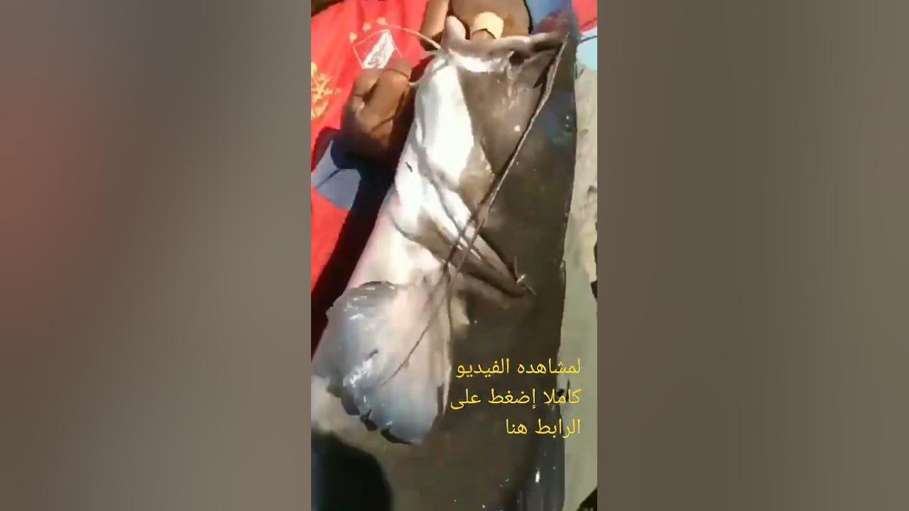 صيد أكبر أسماك النيل قمه المتعه والاثاره Youtube