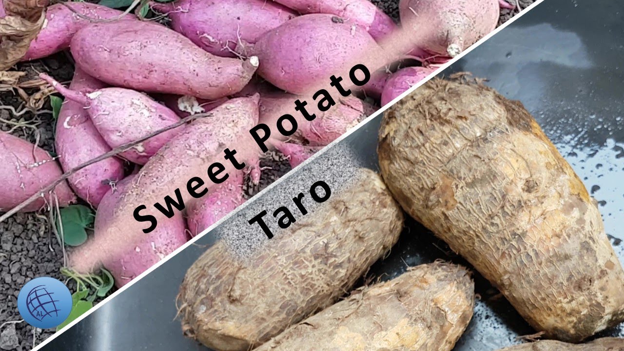 Camote and gabi harvest and cooking - YouTube