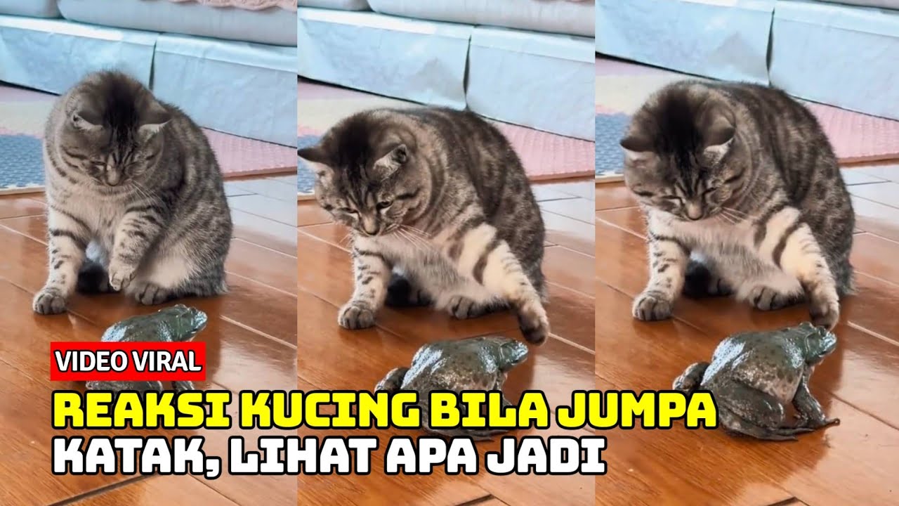 VIDEO KUCING JUMPA KATAK GARANG, REAKSINYA BUAT RAMAI BERDEKAH - YouTube