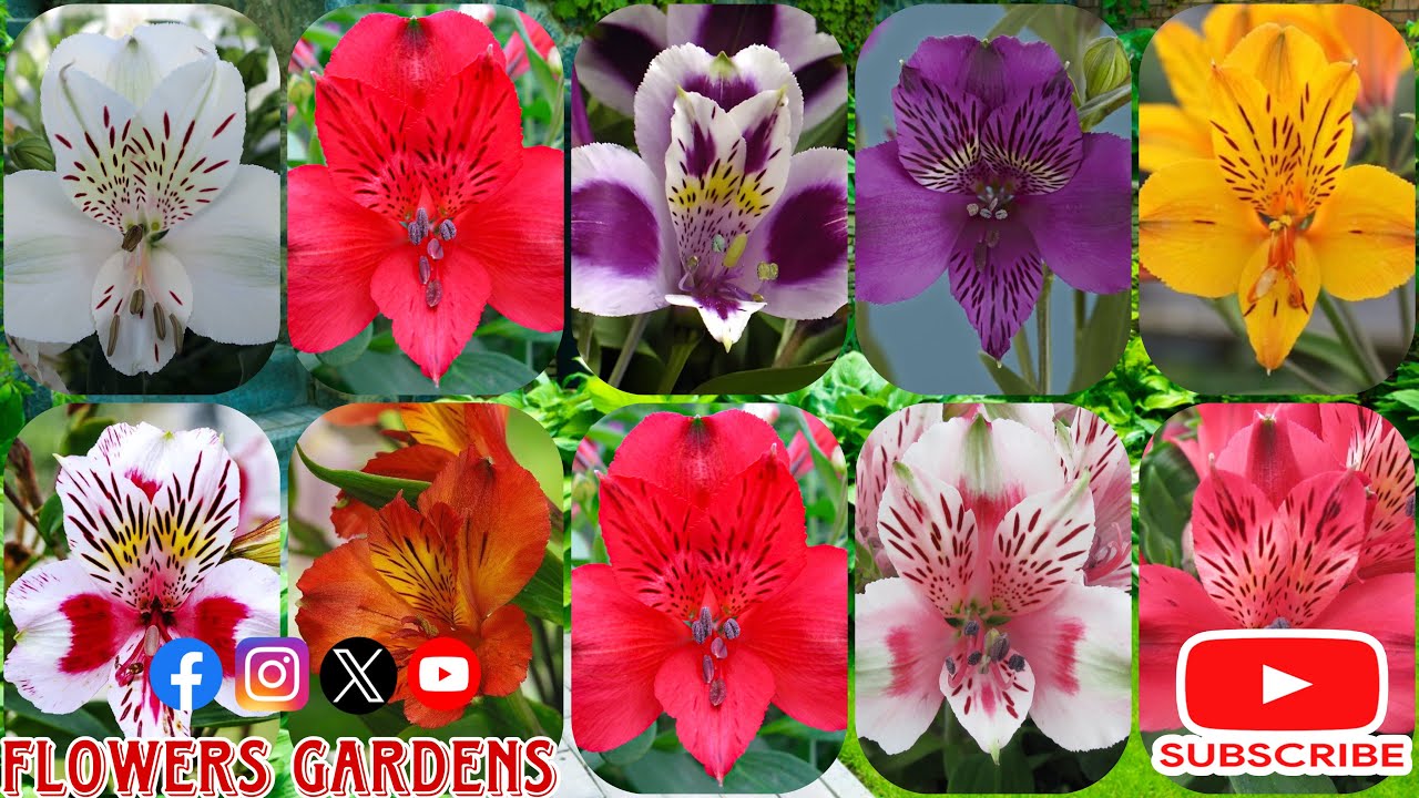 The Different Colors Of Alstroemeria (Peruvian Lily), Beautiful Flower ...