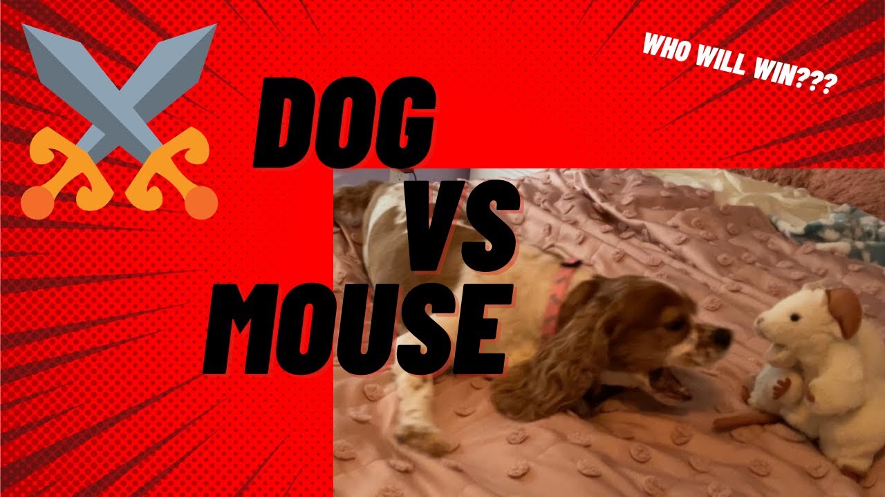 DOG VS MOUSE ( The EPIC battle ) - YouTube